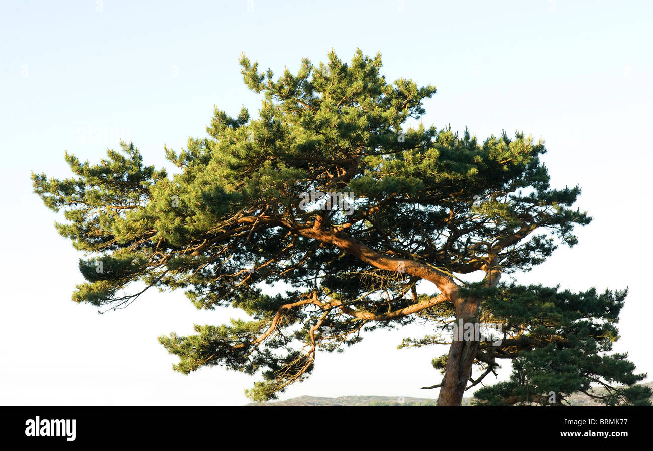 Swedish forest pine tree trees hi-res stock photography and images - Alamy