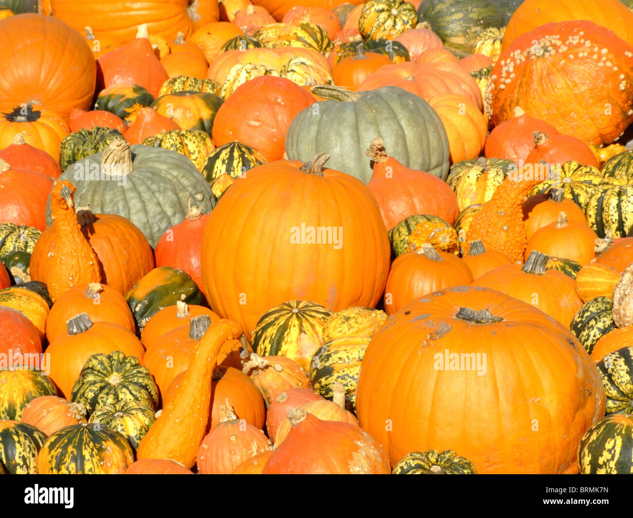 Lots of different color and shape pumpkins Stock Photo - Alamy