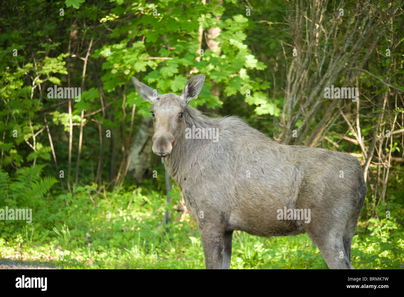 moose (North America) or European elk (Europe) (Alces alces Stock Photo ...
