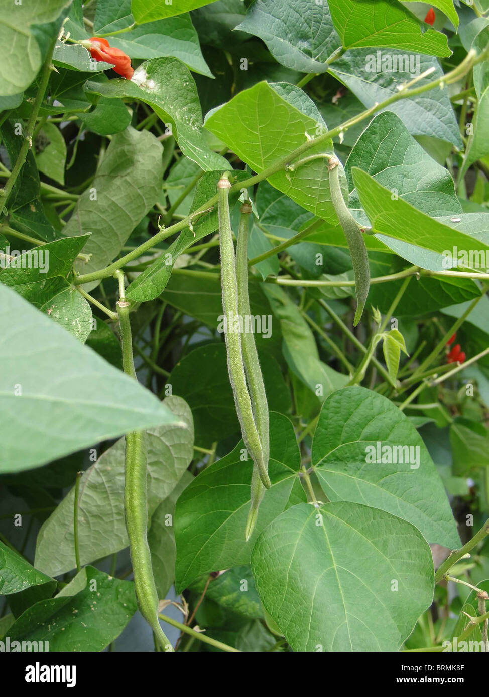 Scarlet runner beans hi-res stock photography and images - Alamy