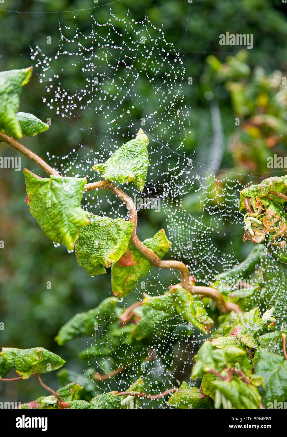 Spiders webs in an Autumn Garden Stock Photo - Alamy