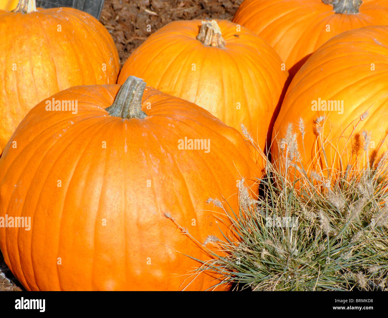 Close-up of some big orange pumpkins Stock Photo - Alamy