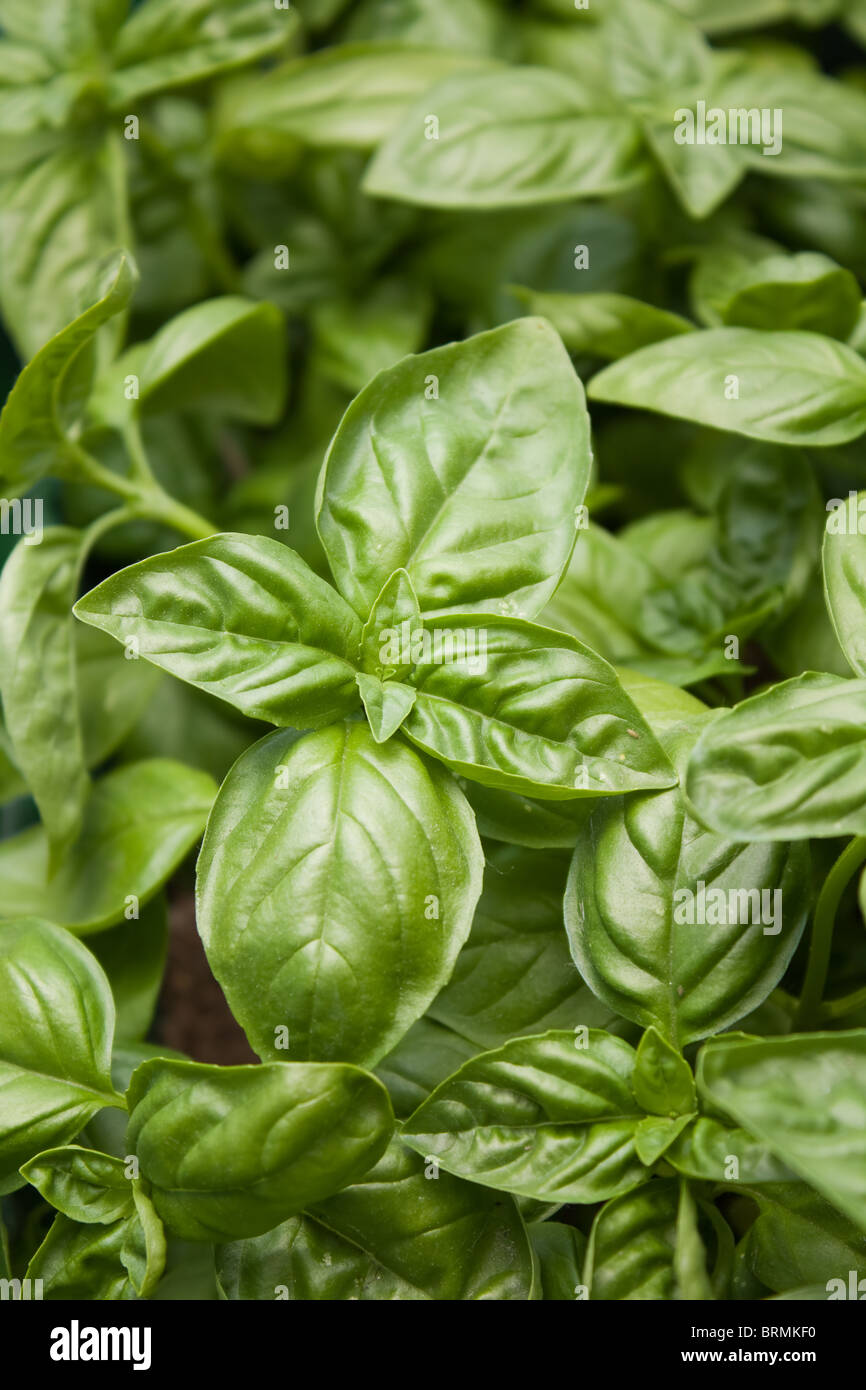 Basil plant big hi-res stock photography and images - Alamy