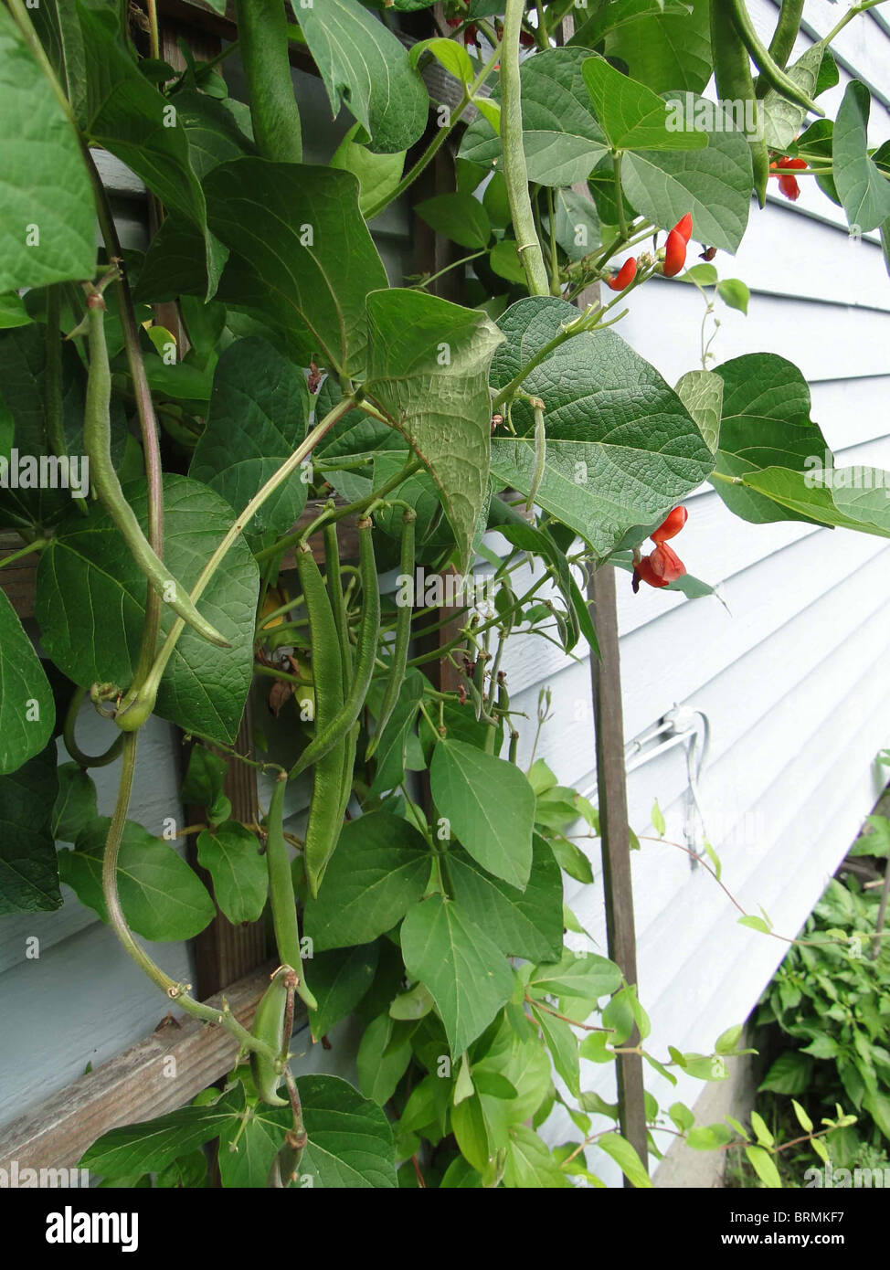 Scarlet runner beans on their vines, In Seattle garden Stock Photo - Alamy