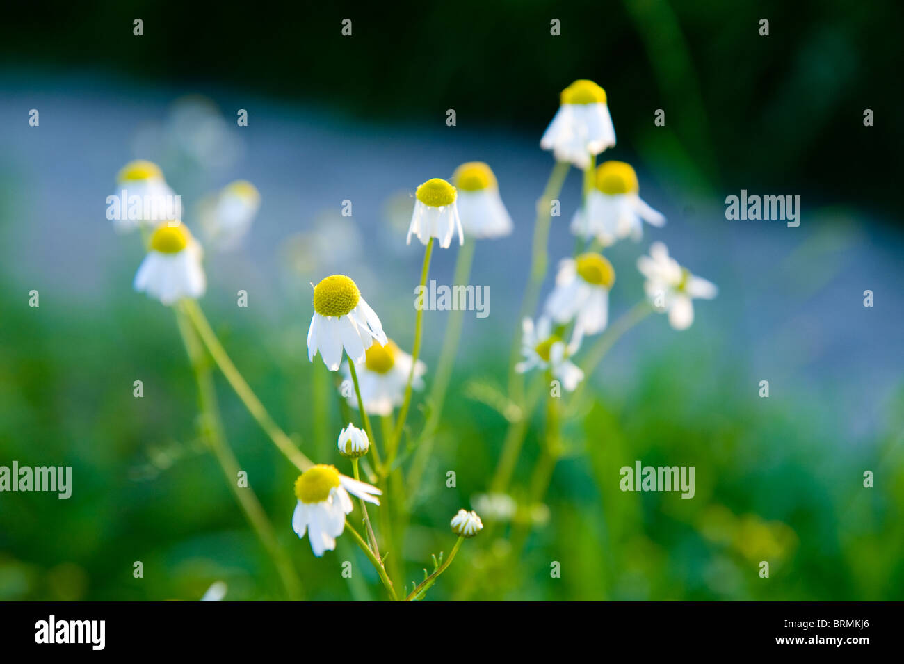 Flakes flower hi-res stock photography and images - Alamy