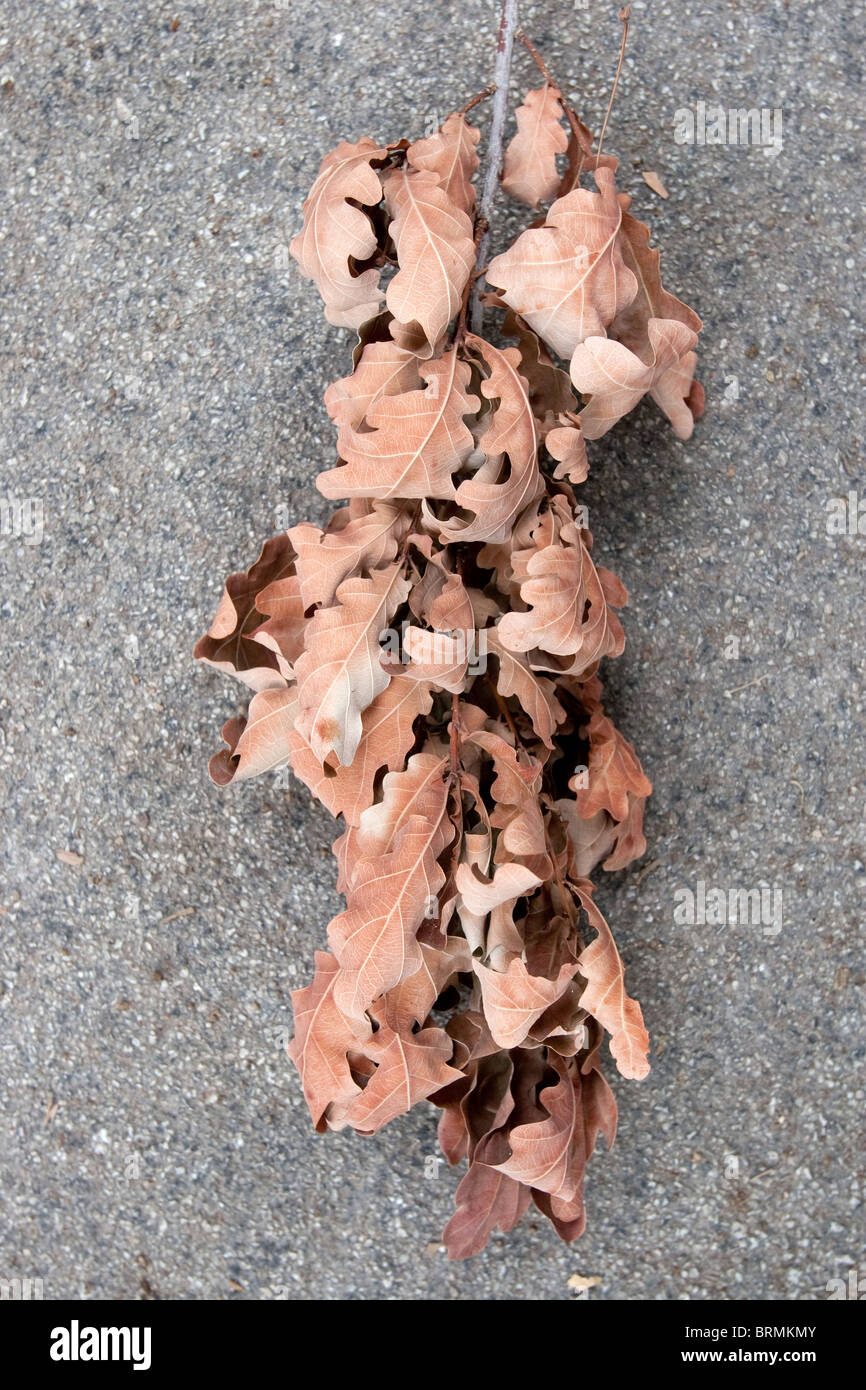 Dry leaf colors hi-res stock photography and images - Alamy
