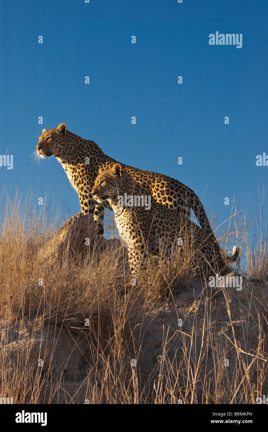 Leopards standing together looking out into the distance Stock Photo ...