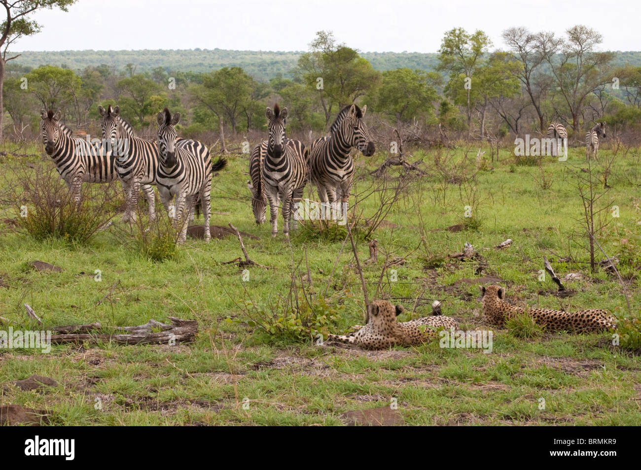 Leopard and Zebras facing each other Stock Photo - Alamy