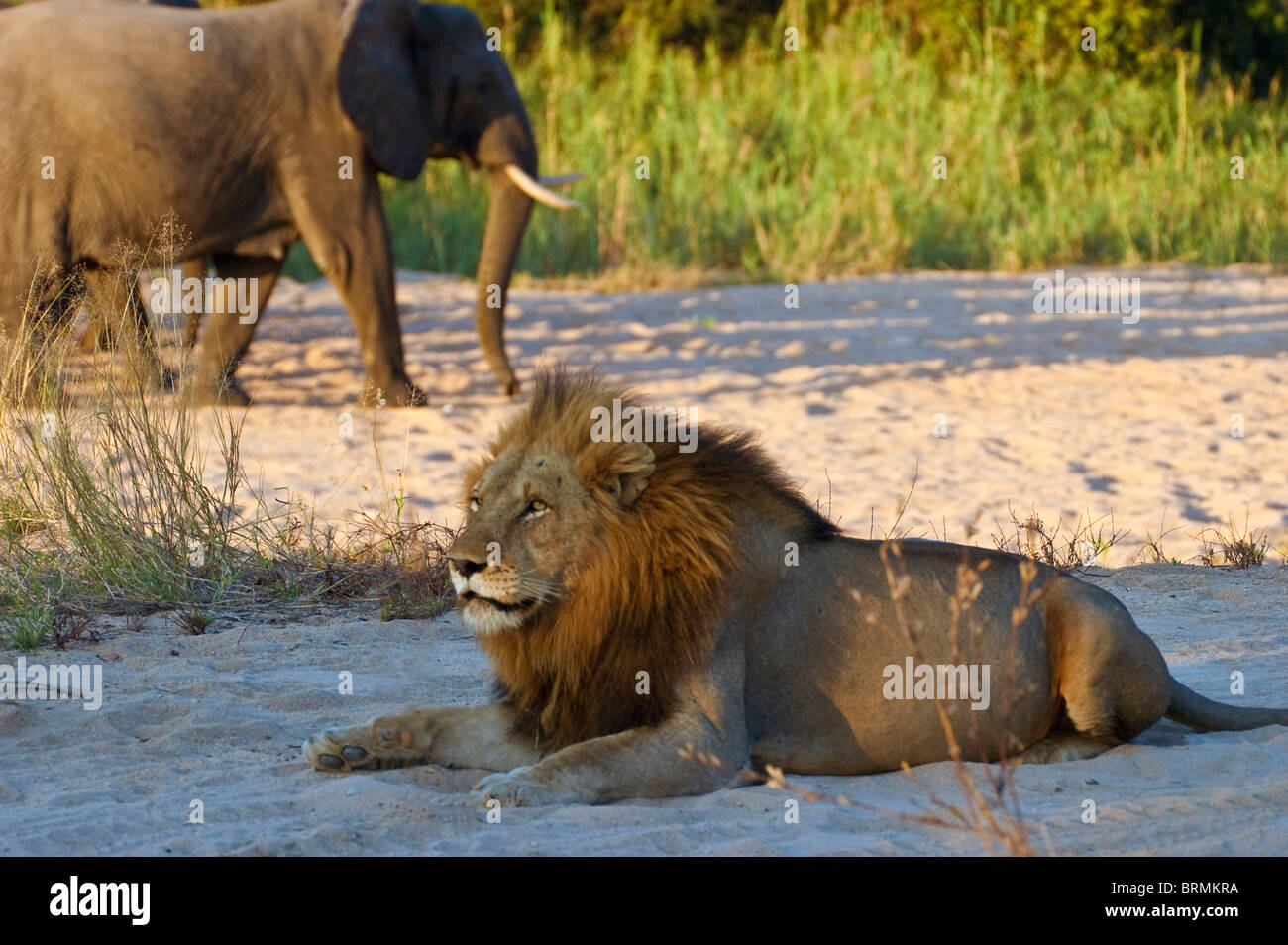 Lion and elephant hi-res stock photography and images - Alamy