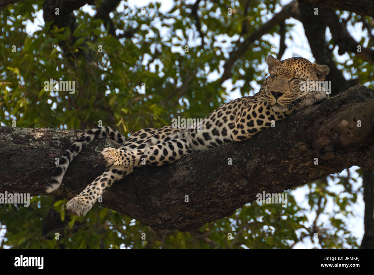 Leopard sleeping on the tree hi-res stock photography and images - Alamy