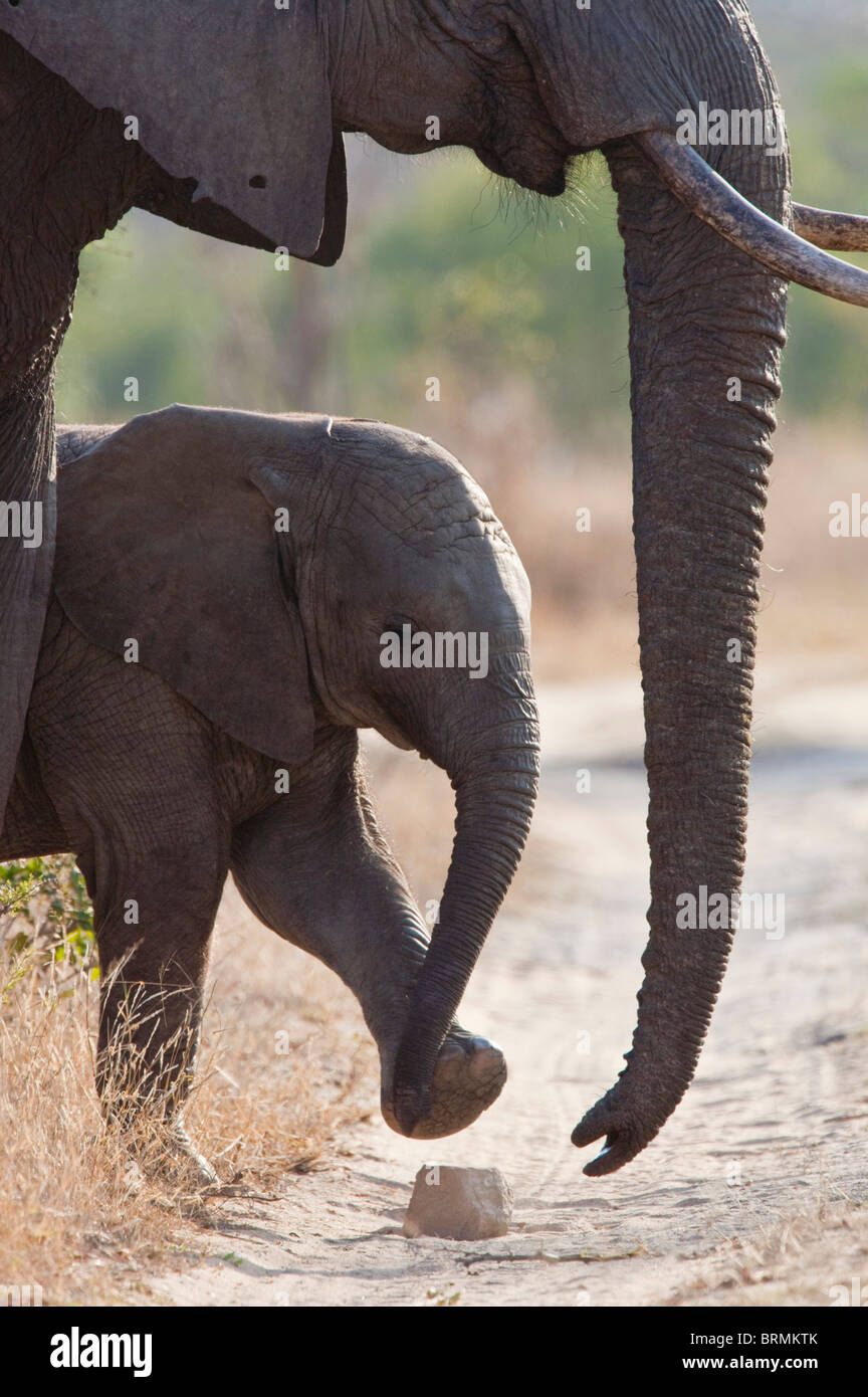Elephant calf kicking a stone while standing next to an adult Stock ...