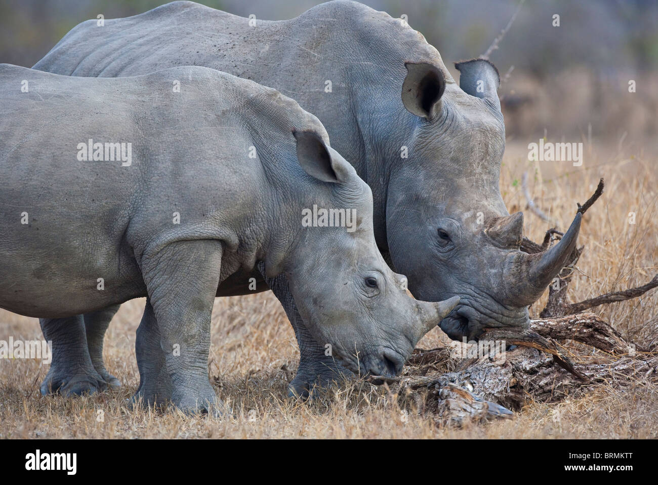 Two white rhino Stock Photo - Alamy