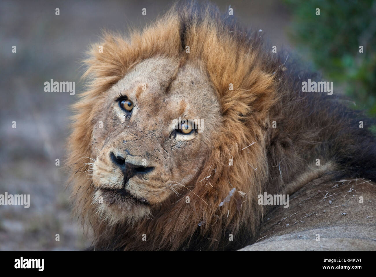 Portrait of a dark-maned male lion looking back over his shoulder Stock ...