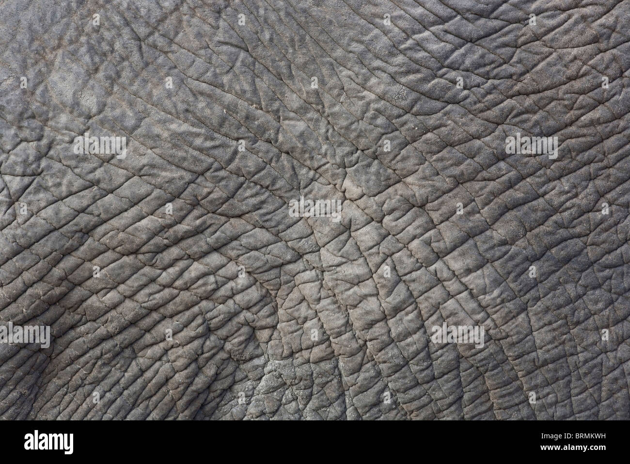 Elephant skin hi-res stock photography and images - Alamy