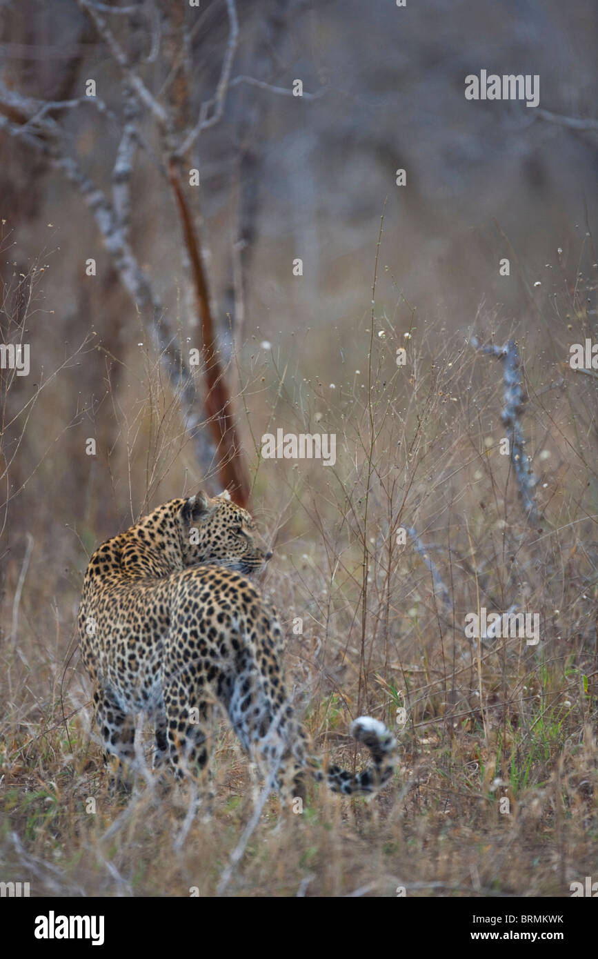 A leopard searching for prey in a woodland during the dry season Stock ...
