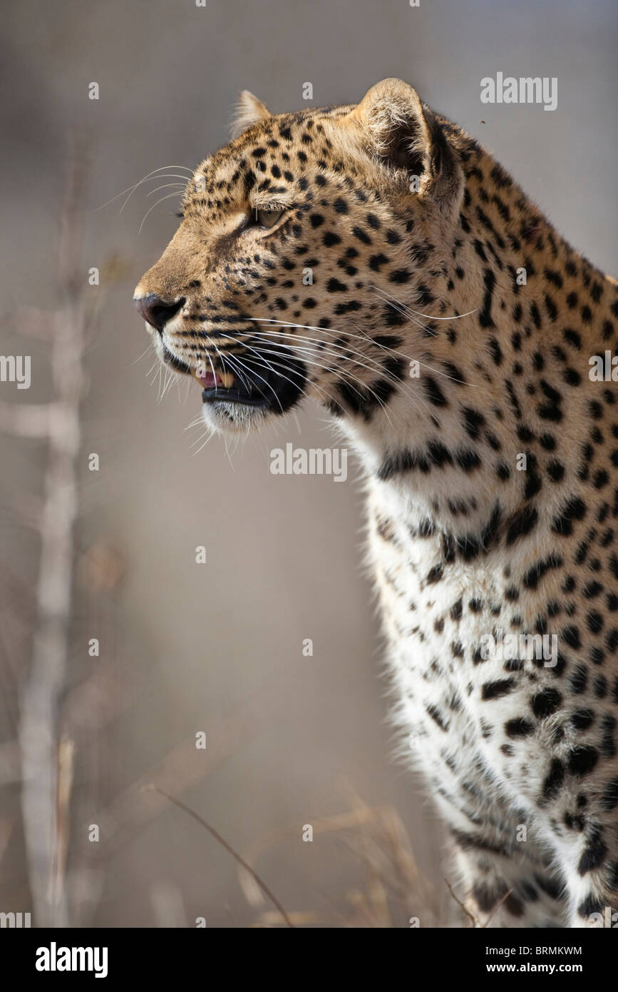 African leopard portrait hi-res stock photography and images - Alamy