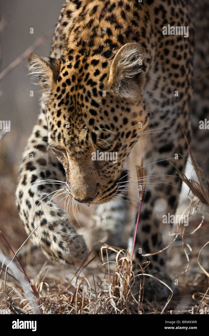 Leopard on the move Stock Photo - Alamy