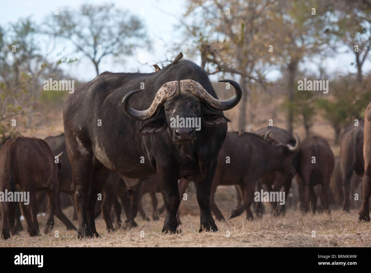 Male buffalo hi-res stock photography and images - Alamy