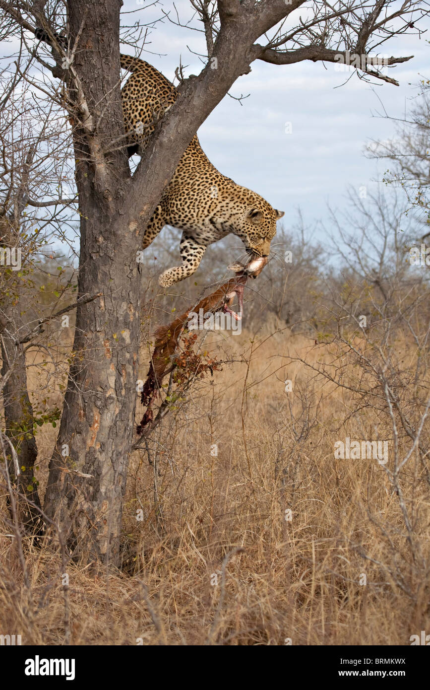 Leopard jumping hi-res stock photography and images - Alamy