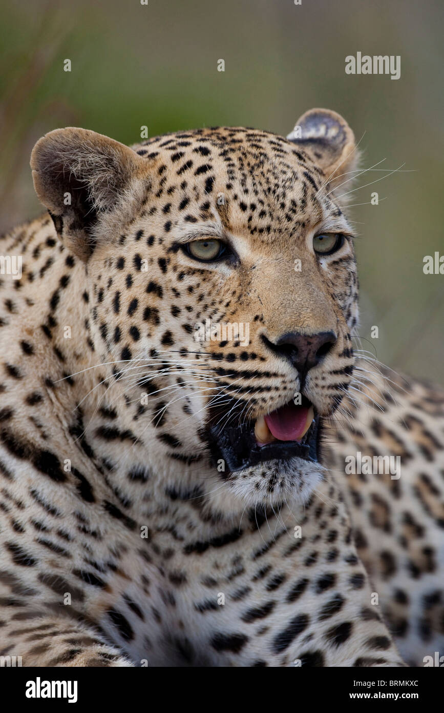 African leopard male kruger national hi-res stock photography and ...