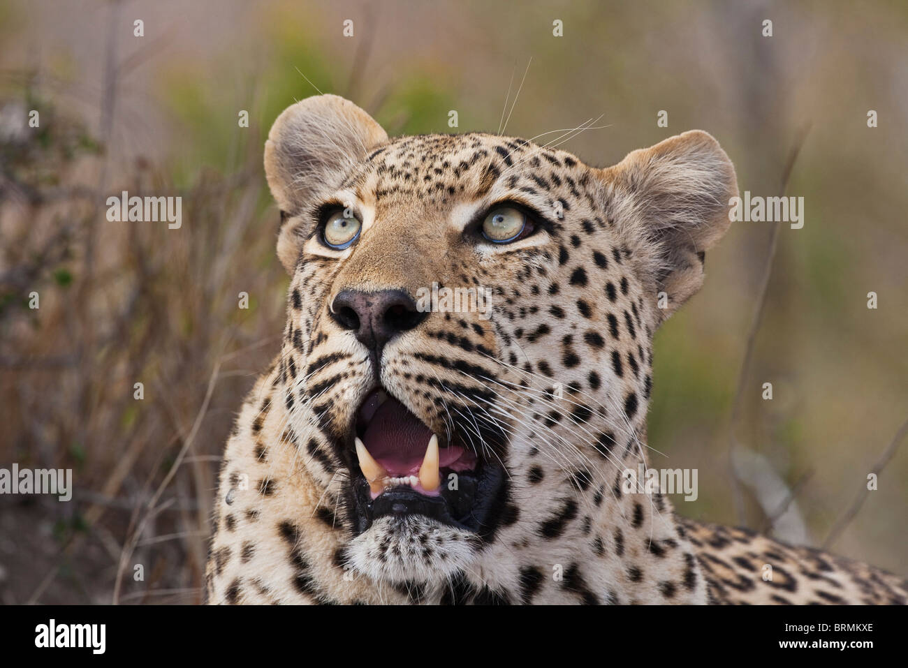 Leopard Tight High Resolution Stock Photography and Images - Alamy