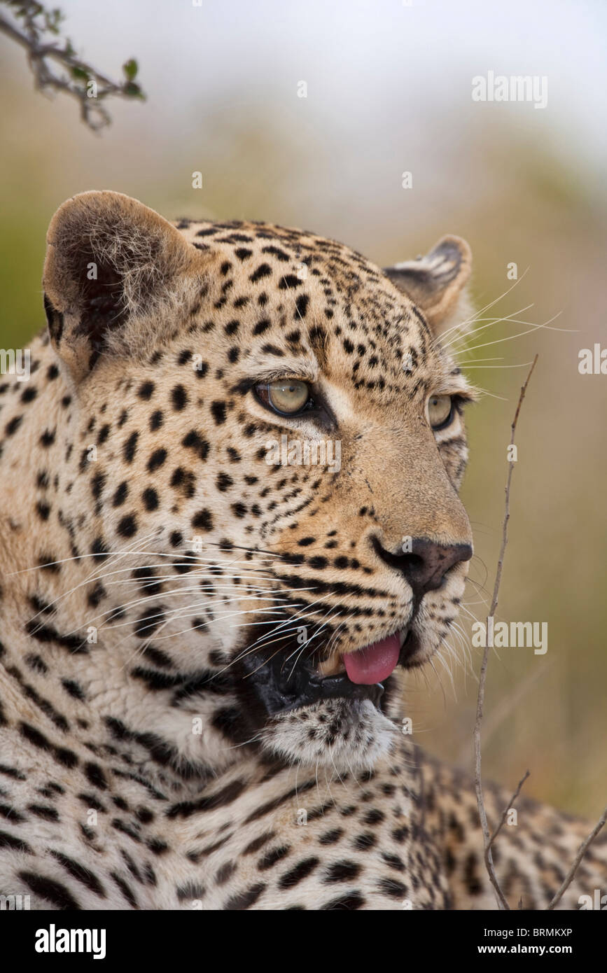 Male leopard hi-res stock photography and images - Alamy