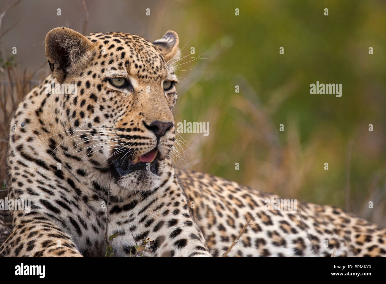 African leopard portrait hi-res stock photography and images - Alamy