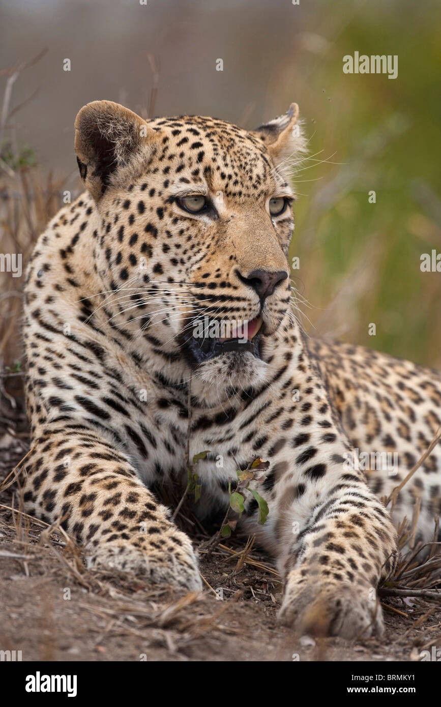 Male leopard hi-res stock photography and images - Alamy