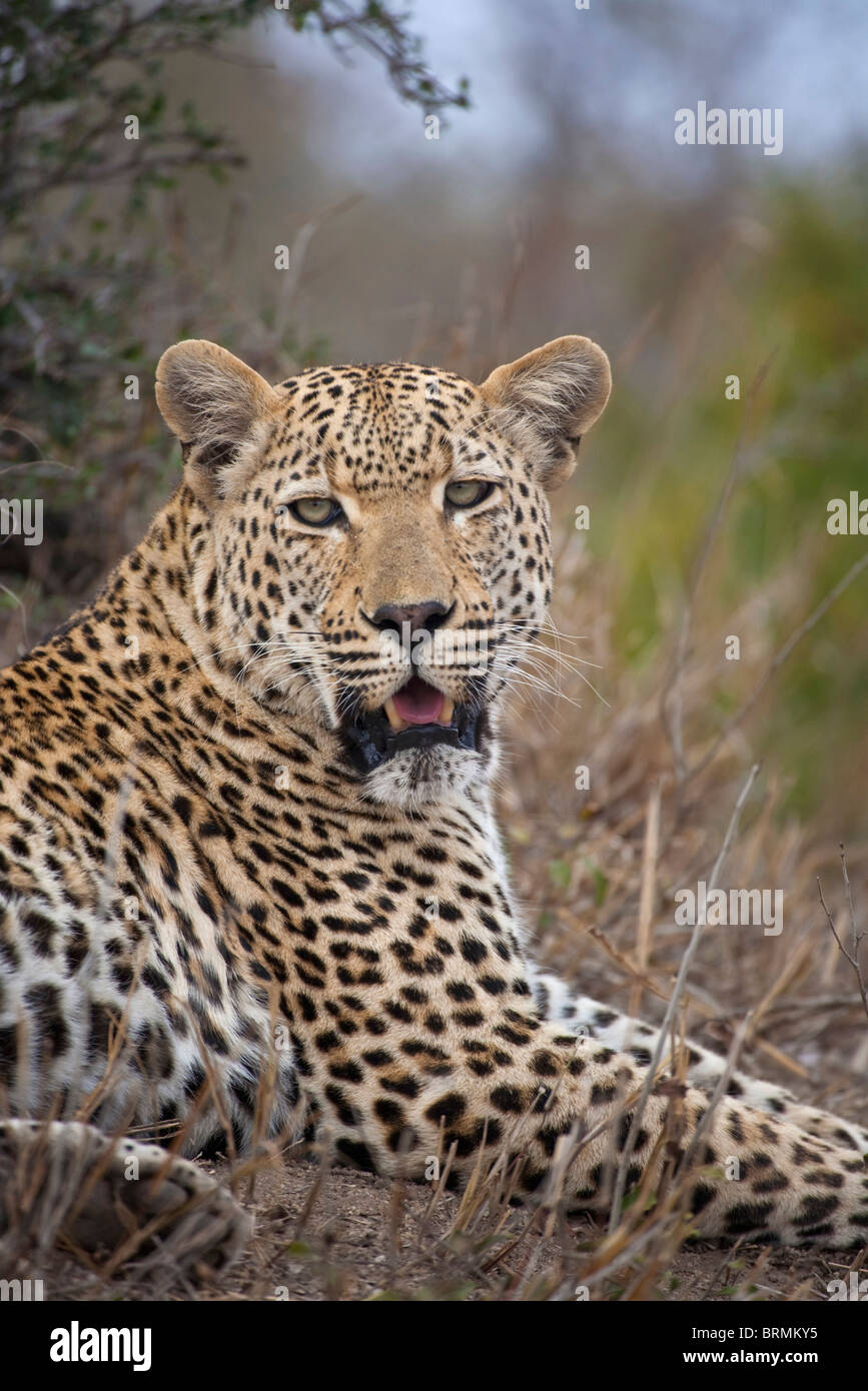 Leopard looking over shoulder hi-res stock photography and images - Alamy