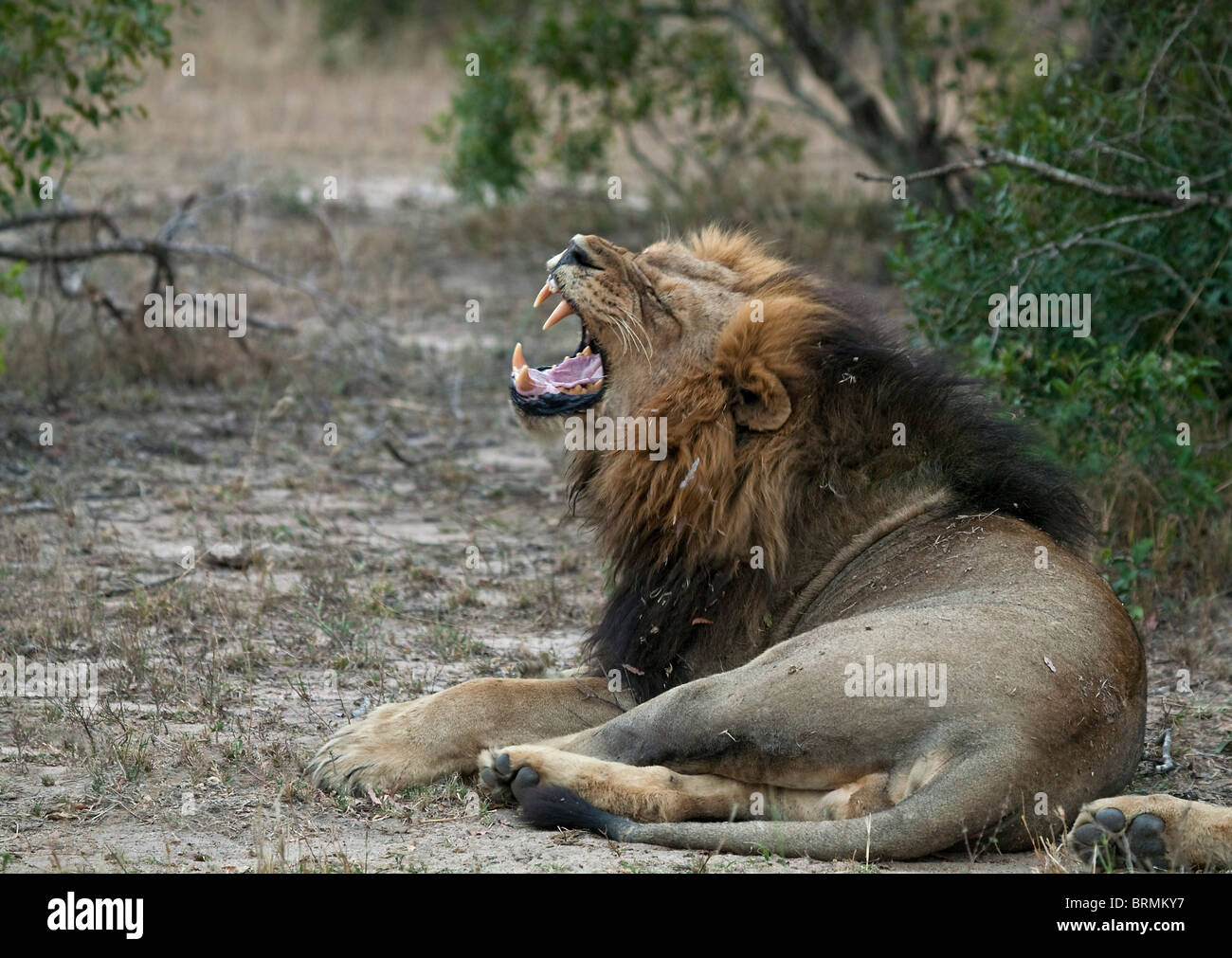 Lion canines hi-res stock photography and images - Alamy