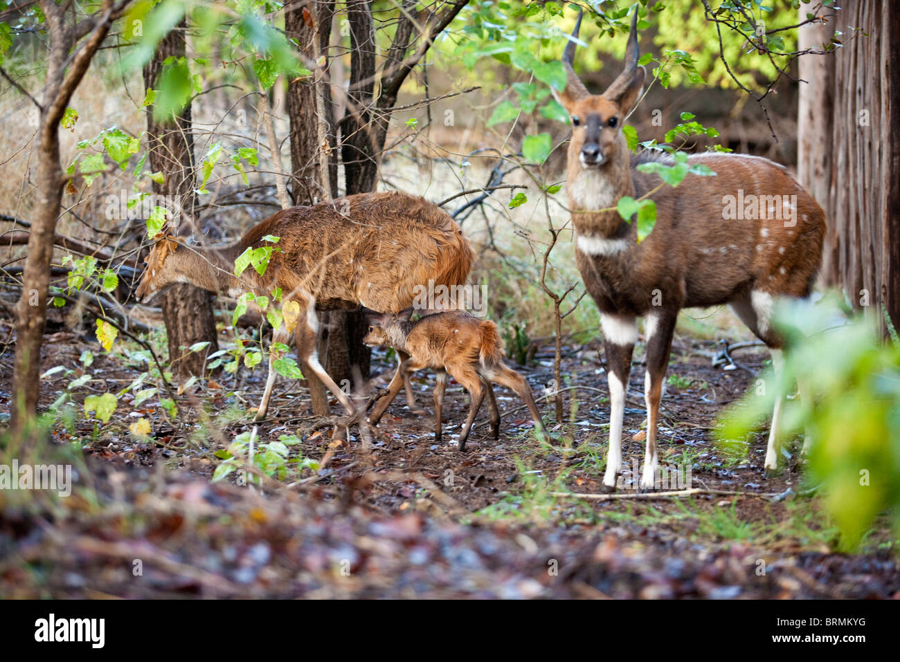 Bushbuck ram, ewe and young standing amongst trees Stock Photo - Alamy
