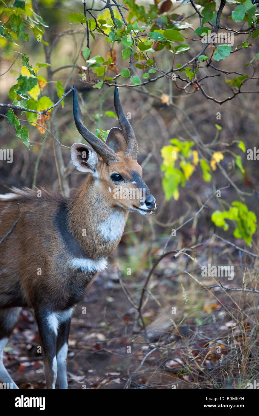 Bushbuck ram standing amongst trees Stock Photo - Alamy