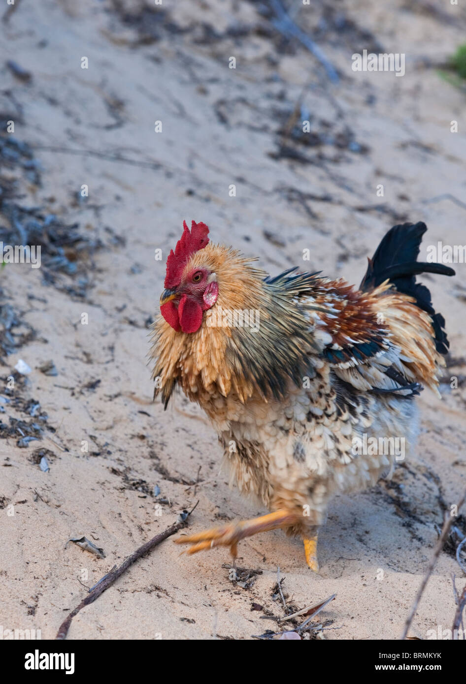Rooster hi-res stock photography and images - Alamy
