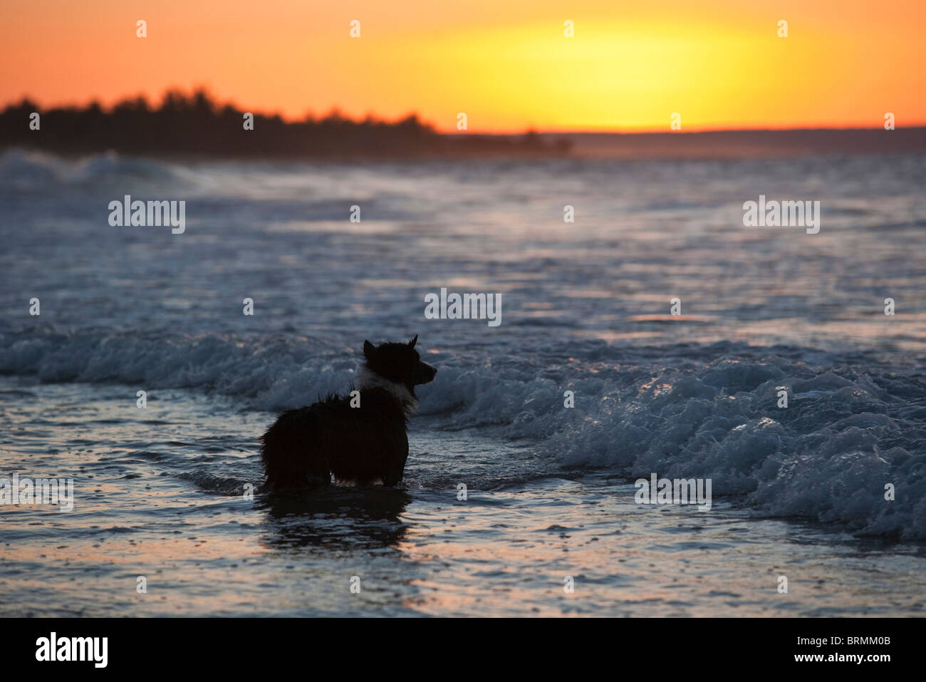 Dog in the waves hi-res stock photography and images - Alamy