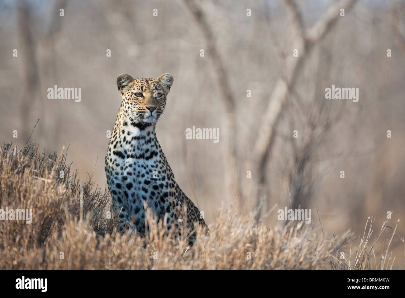 Leopard sitting upright staring intently Stock Photo - Alamy