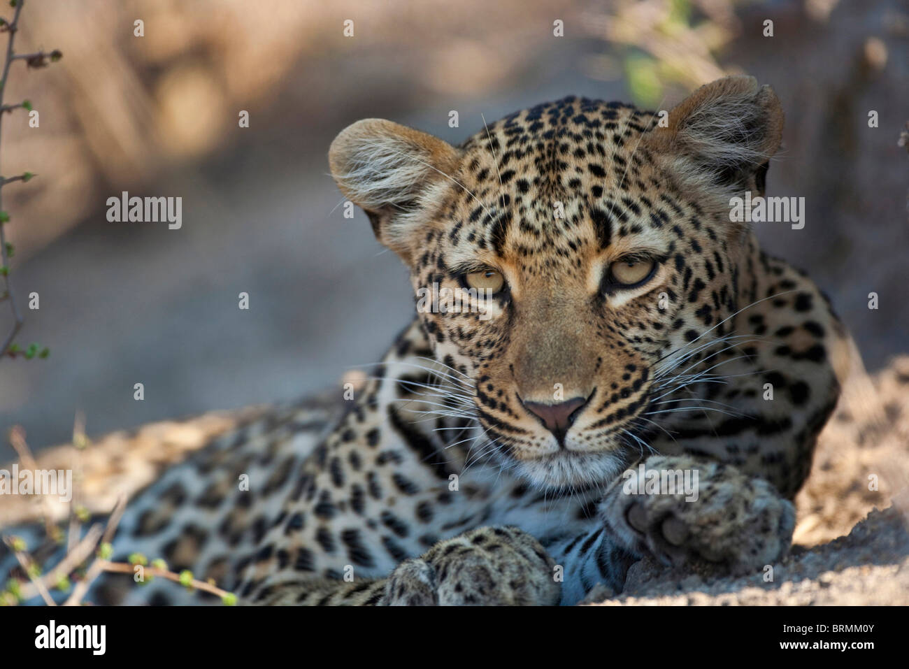 Leopard head hi-res stock photography and images - Alamy