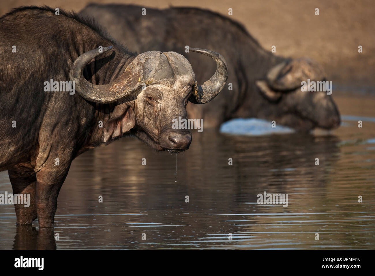 Buffalo drinking at a waterhole Stock Photo - Alamy