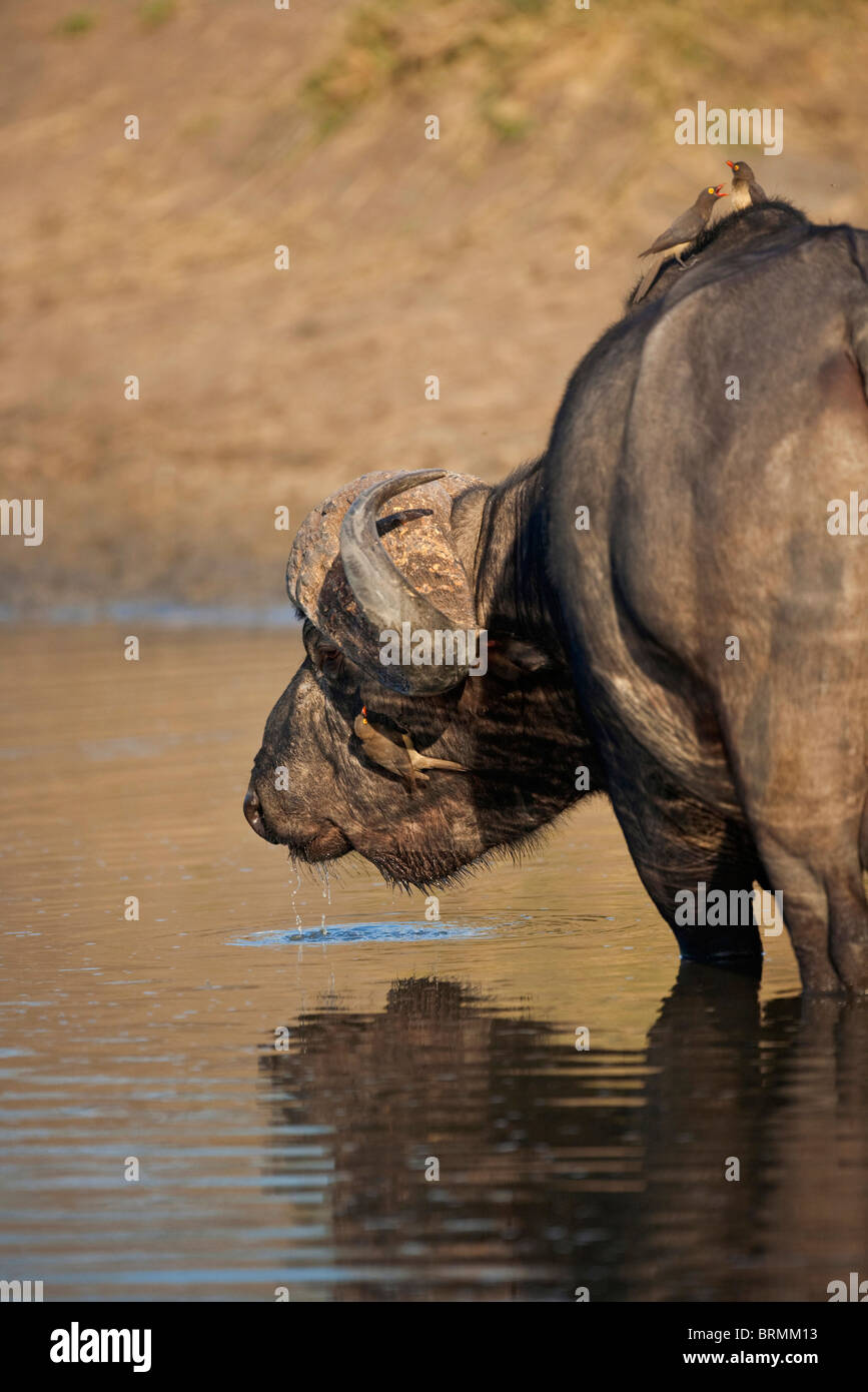 African buffalo drinking hi-res stock photography and images - Alamy
