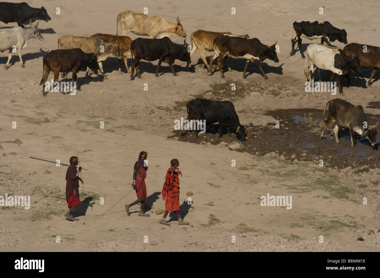 Maasai cows maasai cattle hi-res stock photography and images - Alamy