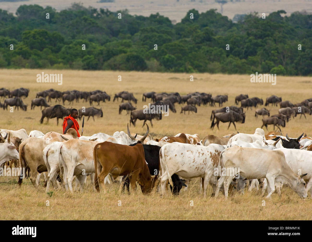Maasai herder with cattle and large herd of wildebeest in the ...