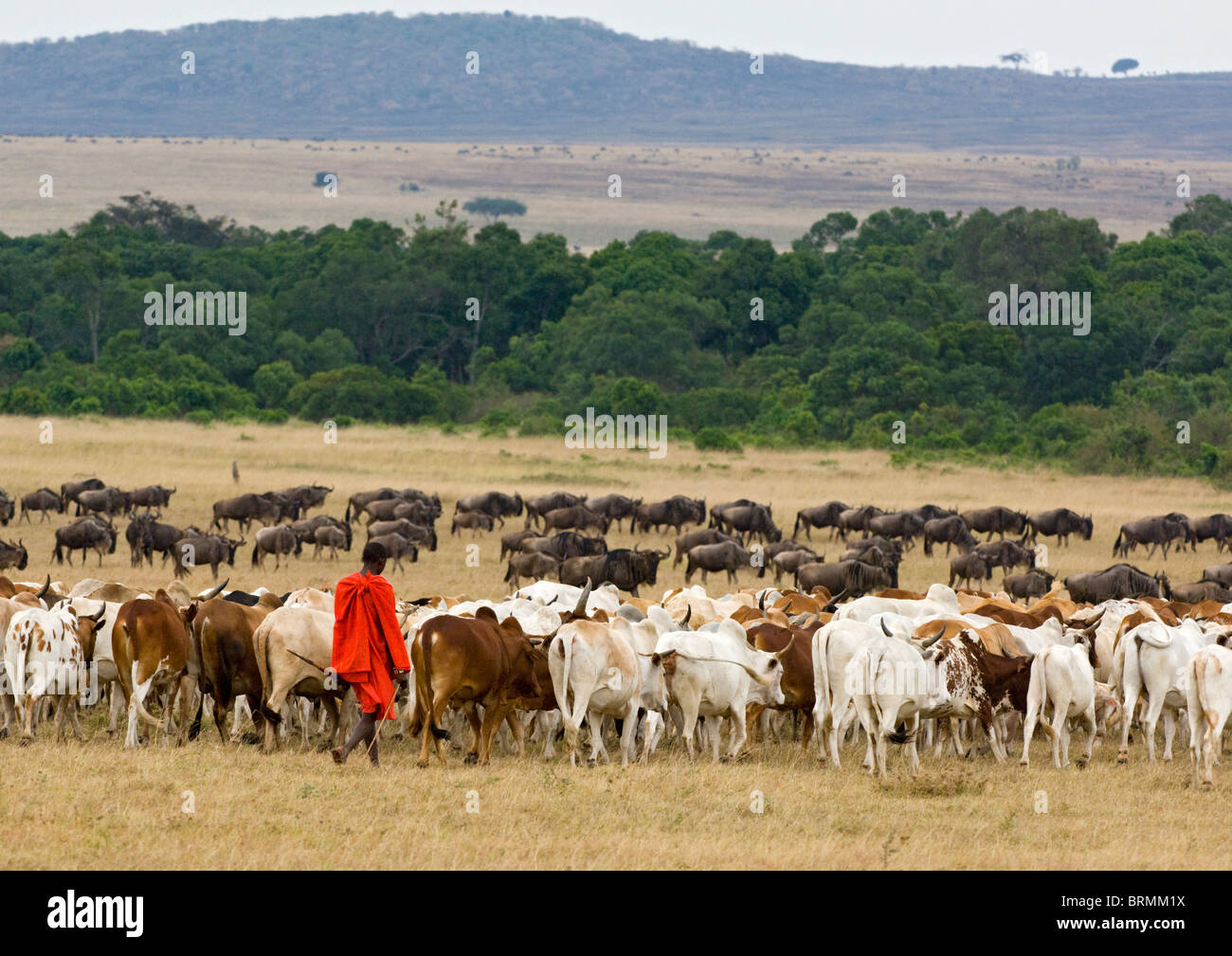 Maasai Cattle High Resolution Stock Photography and Images - Alamy
