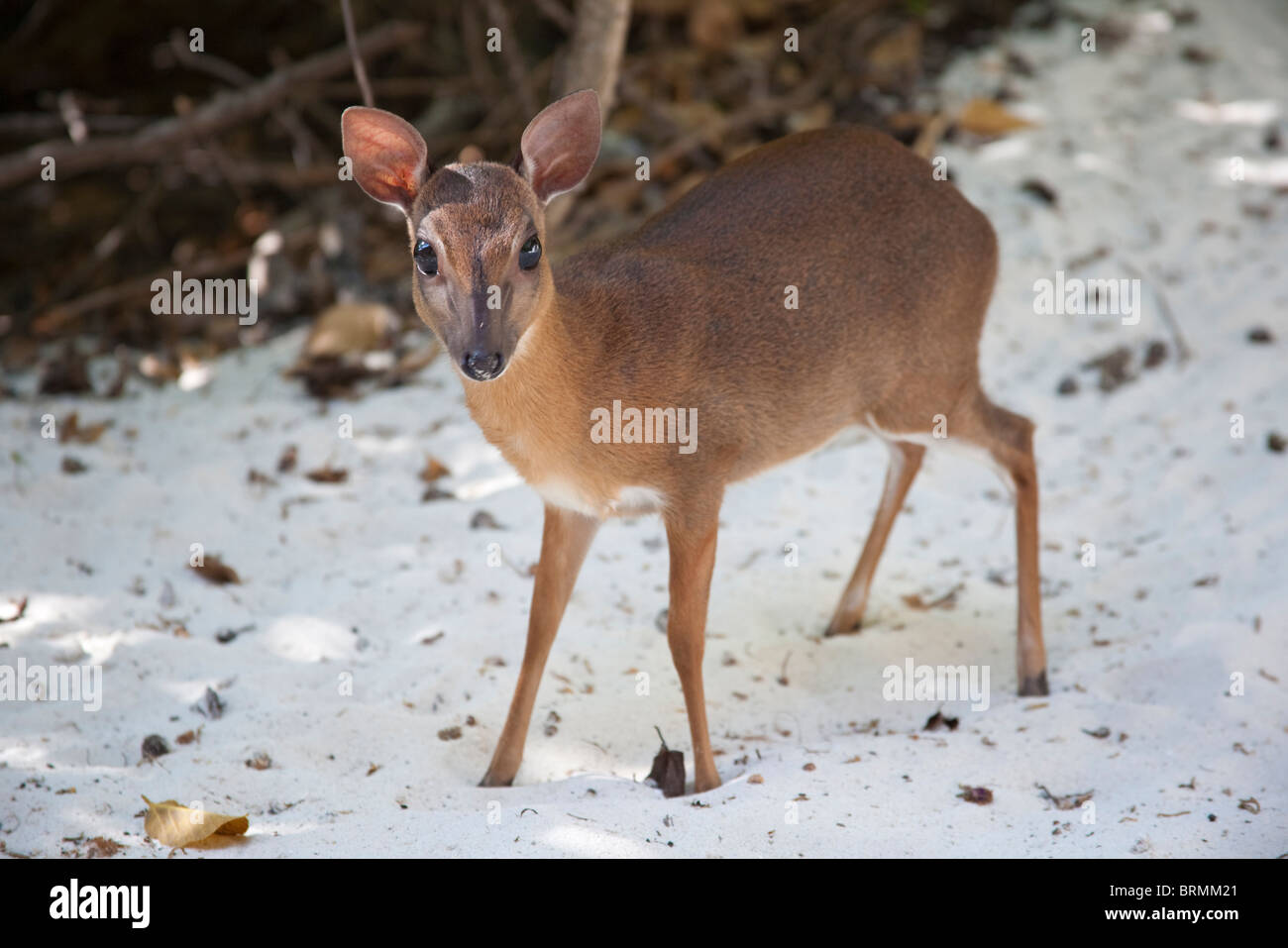 Female duiker hi-res stock photography and images - Alamy