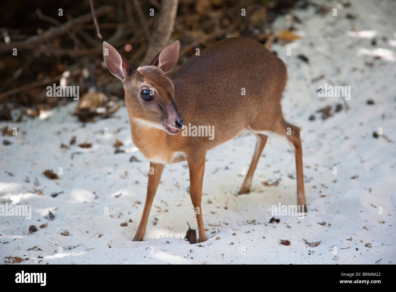 Red Duiker