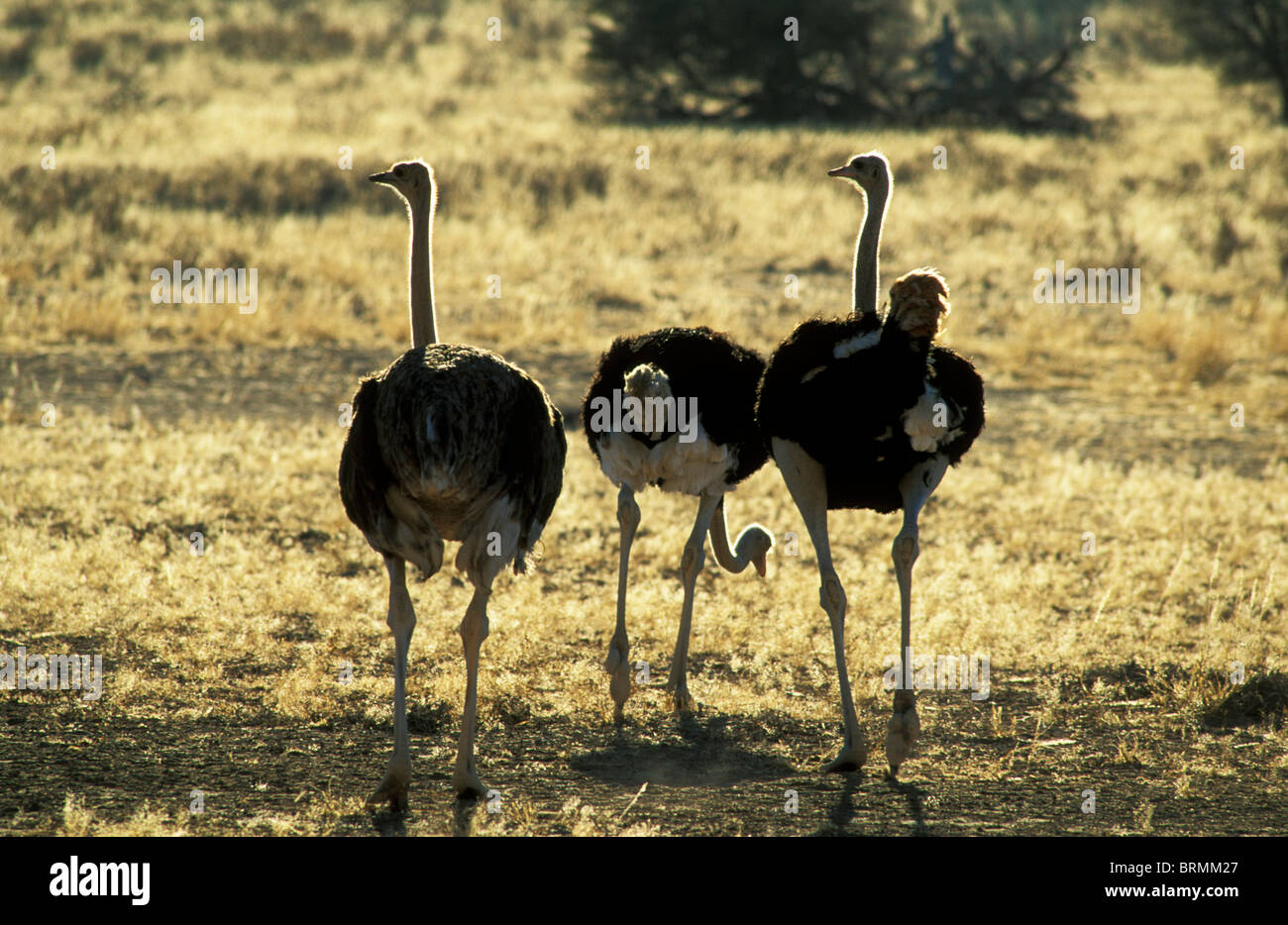 Group of three ostrich backlit by late afternoon sun walking away from ...