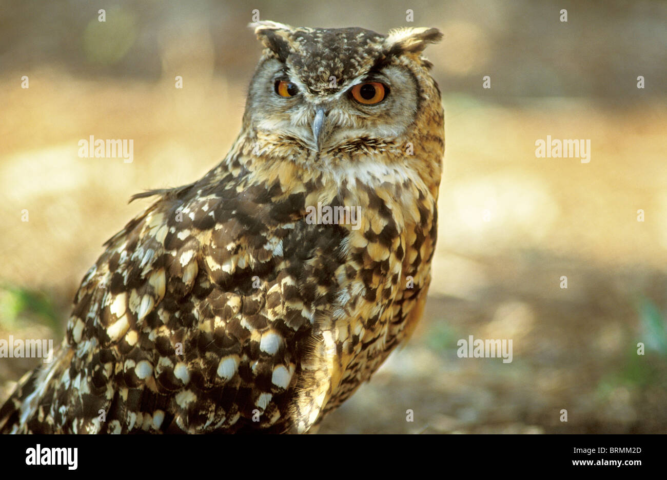 Cape eagle owl portrait Stock Photo - Alamy