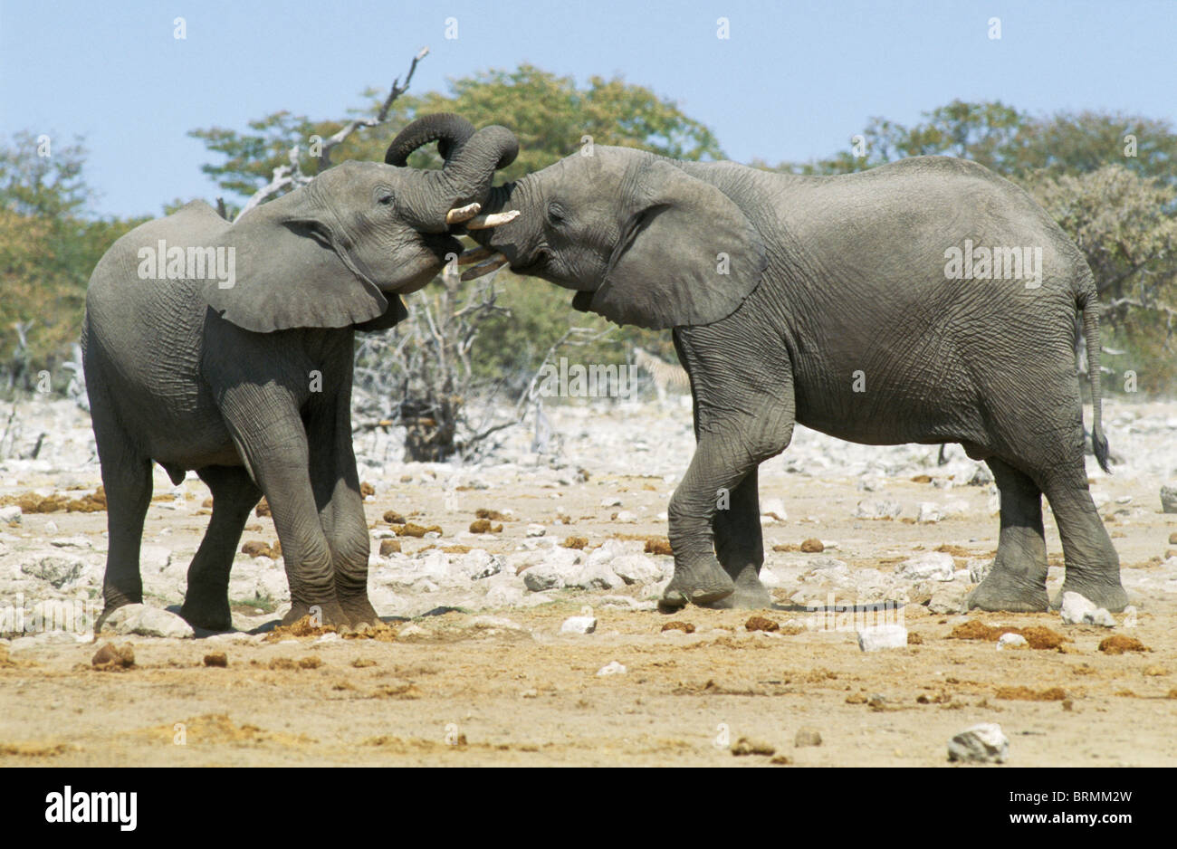 Two young bull elephants trunk wrestling in an arid area Stock Photo ...
