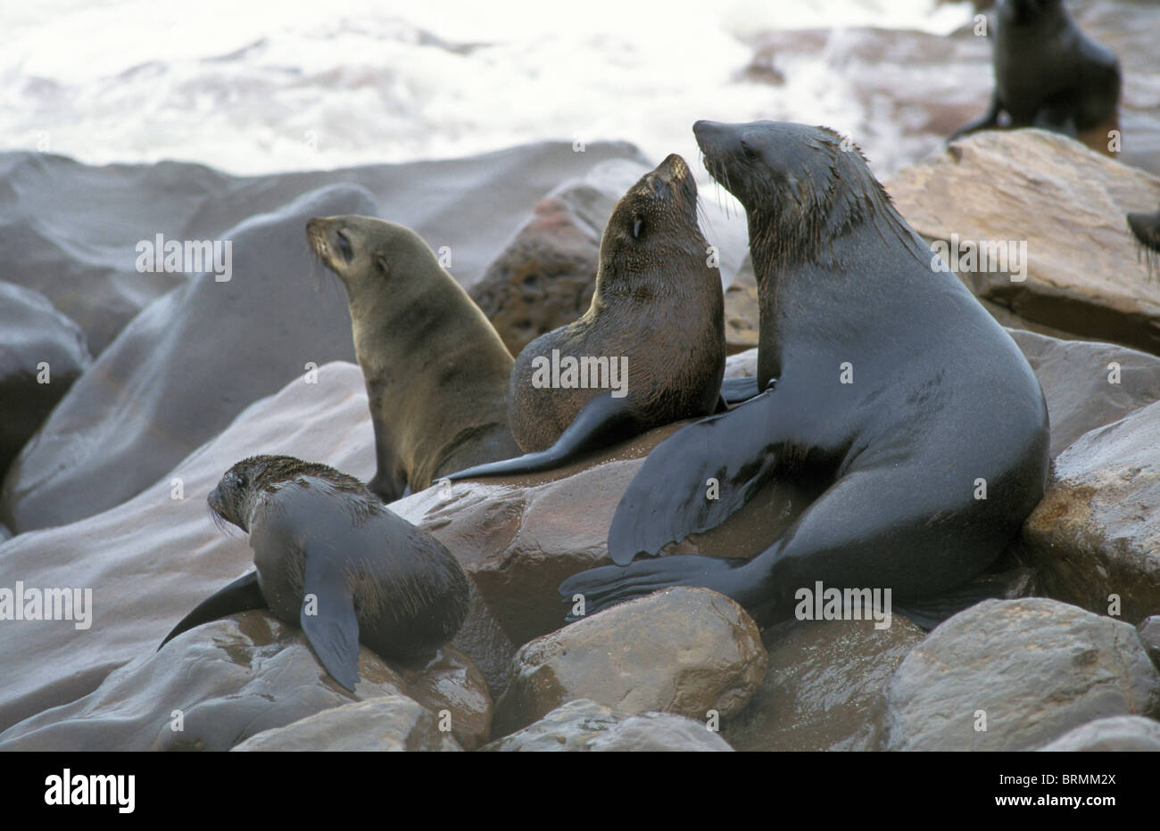Cape cross Seal colony Stock Photo - Alamy