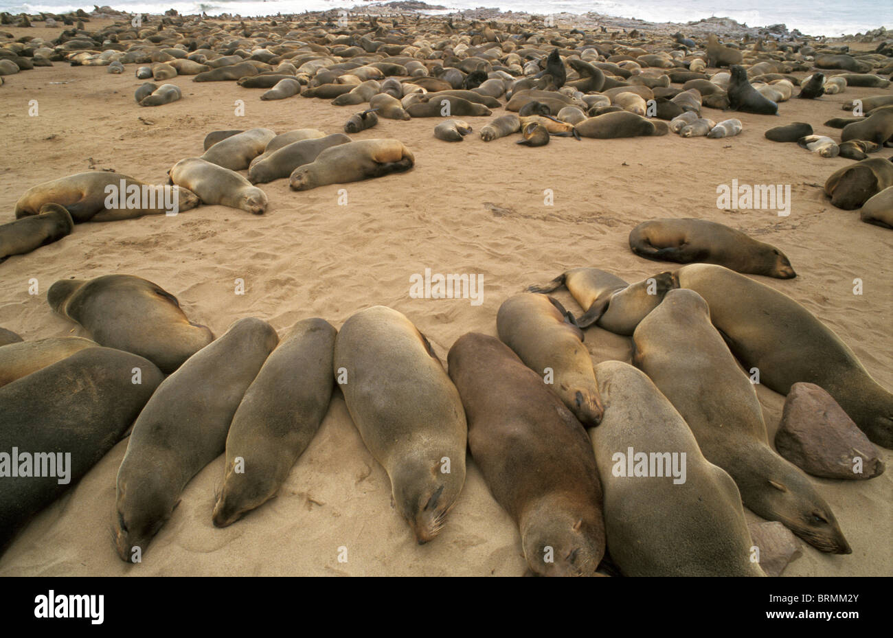 Cape cross Seal colony Stock Photo - Alamy