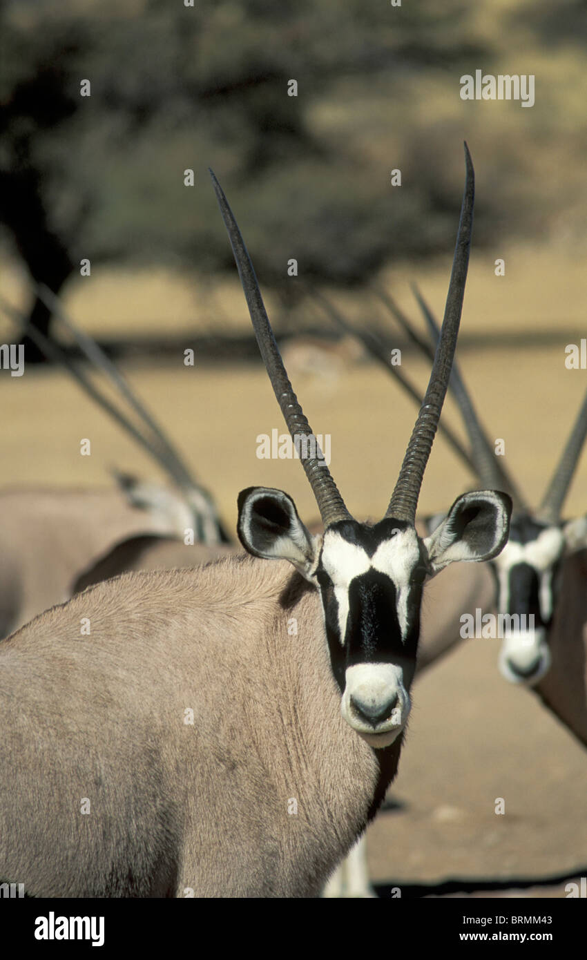 Gemsbok portrait hi-res stock photography and images - Alamy