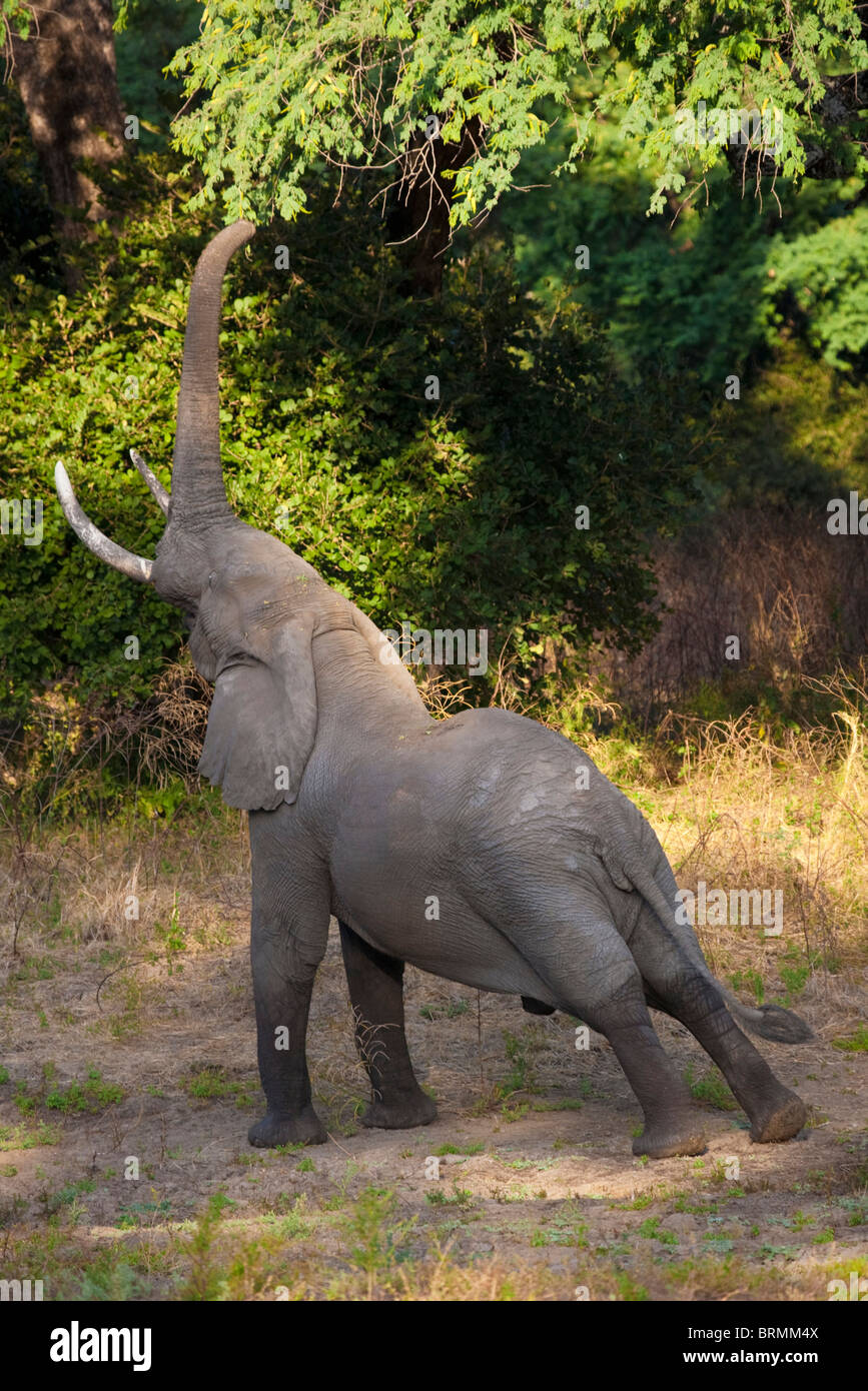 Elephant trunk tree hi-res stock photography and images - Alamy